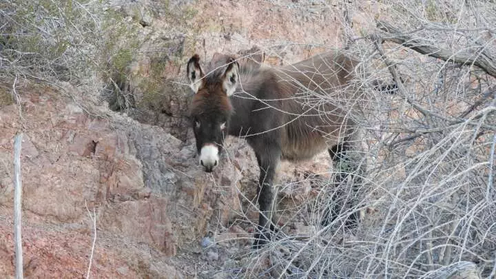 Wells ທີ່ຂຸດໂດຍ Donkeys ແລະມ້າສະຫນັບສະຫນູນລະບົບນິເວດທະເລຊາຍແລະຊຸກຍູ້ຊີວະນາໆພັນ