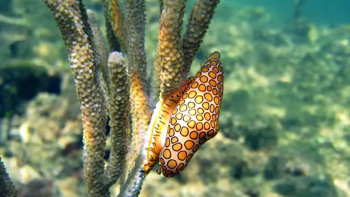 Zakiseljavanje oceana će utjecati na sav morski život, upozorava izvješće