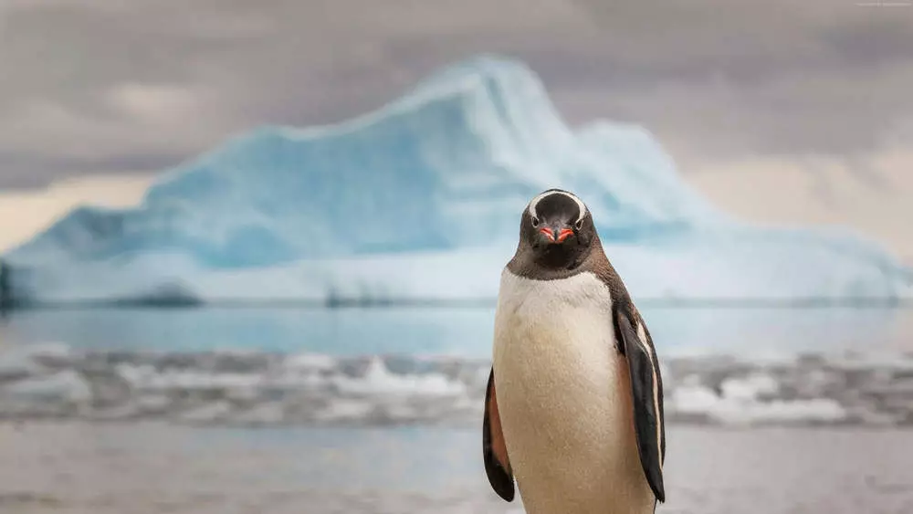 Antarktida nyní taje šestkrát rychleji, než tomu bylo v roce 1979 1829_1
