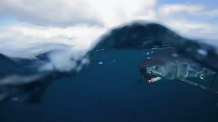 17 Shark-soarten steane no foar útstjerren - ynklusyf de rapste fan allegear