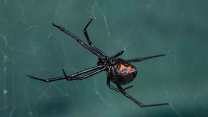 Les marques rouges des veuves noires peuvent être plus visibles pour les prédateurs que pour les proies