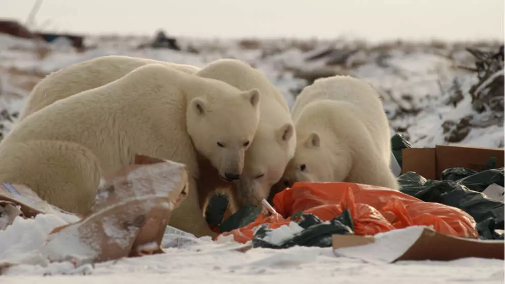 حتی در قطب شمال، آلودگی پلاستیکی در حال افزایش است 2091_1
