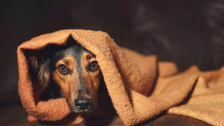 Estudo prova que cães realmente podem cheirar nossas emoções