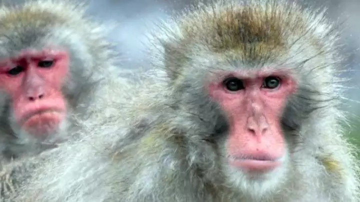 Monkey Minds: Was wir von der Persönlichkeit der Primaten lernen können