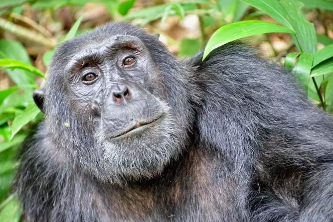 Pērtiķu prāti: ko mēs varam mācīties no primātu personības 2136_1