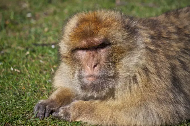 Pērtiķu prāti: ko mēs varam mācīties no primātu personības 2136_2