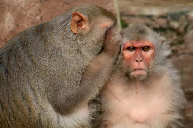 Pērtiķu prāti: ko mēs varam mācīties no primātu personības 2136_3