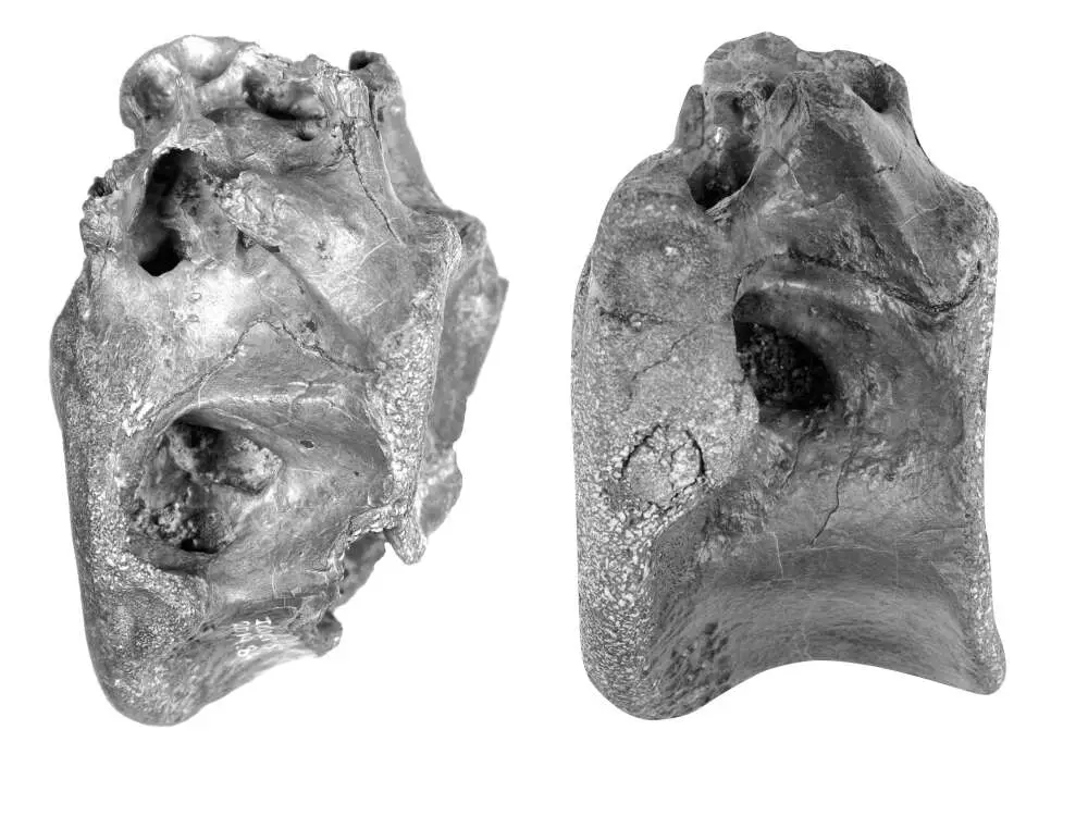 Nieuw familielid van Tyrannosaurus Rex ontdekt op Isle Of Wight