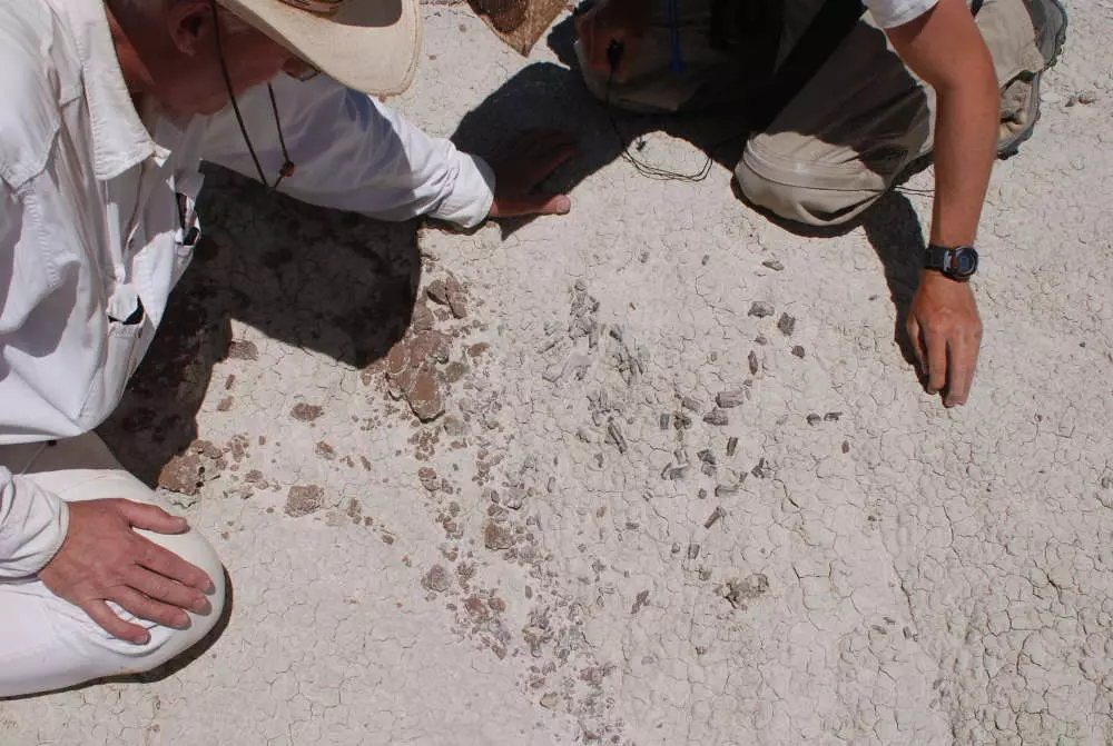 V Novi Mehiki so odkrili enega zadnjih preživelih raptorjev 2202_1
