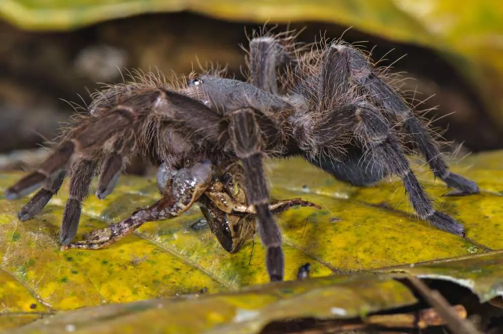 Первые кадры тарантула, охотящегося на опоссума, потрясающие и кошмарные 2218_2
