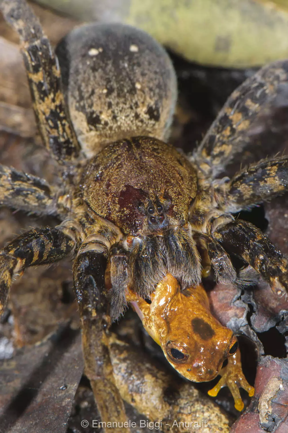 De eerste beelden van een tarantula die op een buidelrat jaagt, zijn zowel geweldig als nachtmerrieachtig 2218_6