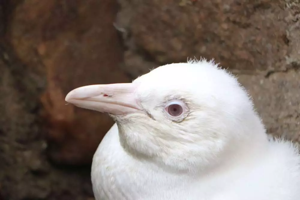 Världens enda kända Albino Penguin Chick debuterar på polska Zoo 2224_1