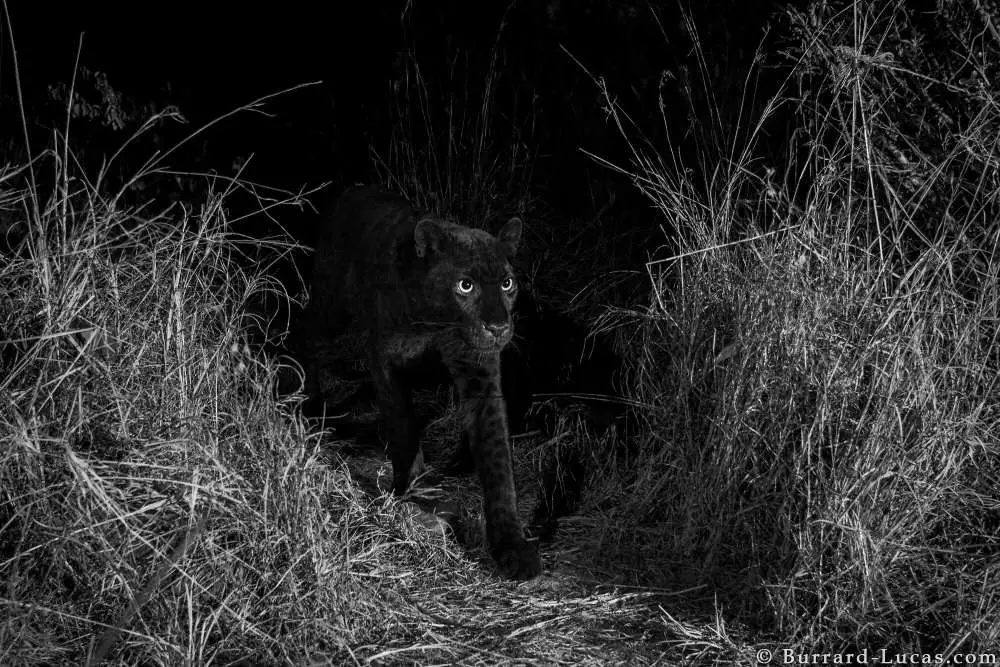 Fotografi i kafshëve të egra kap imazhe të bukura të panterës së zezë të rrallë dhe të pakapshme në Kenia