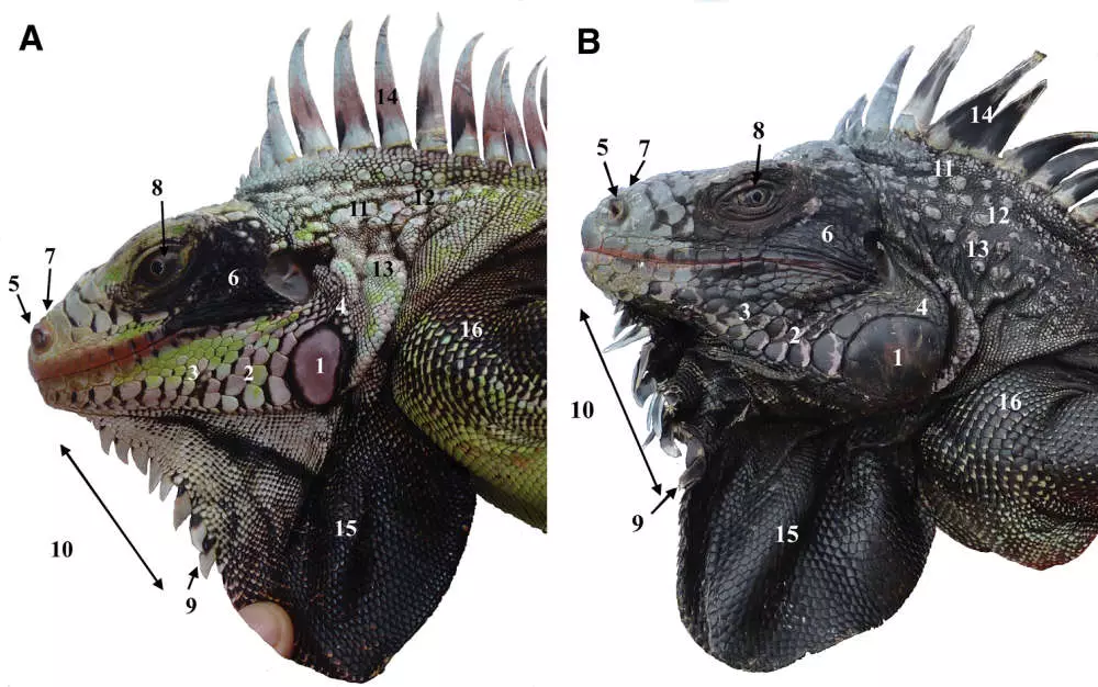 Descoberta nova espécie de iguana negra melanística no Caribe