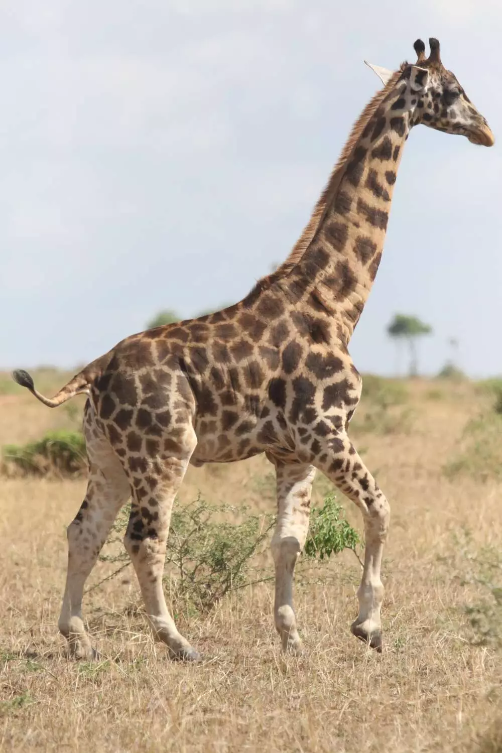 Pritlikave žirafe prvič najdene v naravi 2232_1