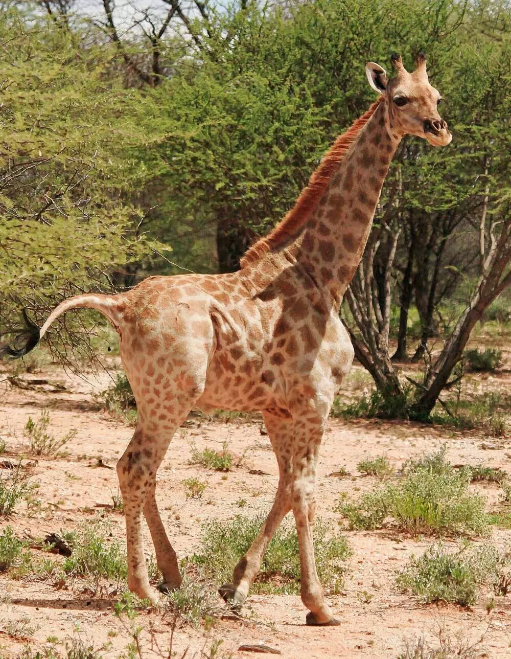 Girafes nanes trobades a la natura per primera vegada 2232_2