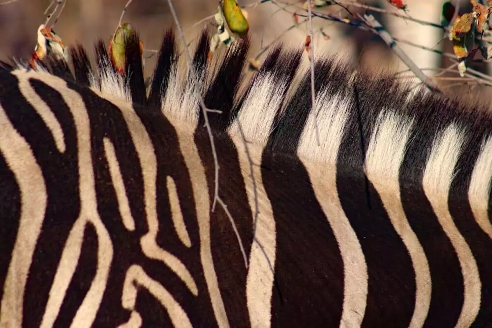 Ученые обнаружили, что ослепительные полосы зебр сбивают с толку кровососущих мух 2233_1