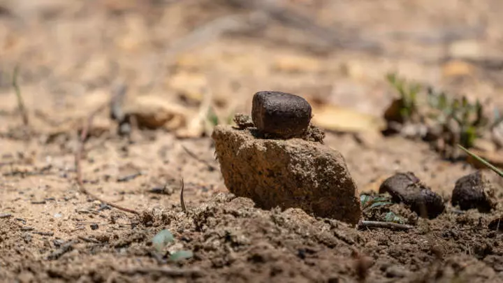 Kockasti iztrebek Wombat, nalezljivi bankovci in moda francoskih poštarjev so prejeli letošnje Ig Nobelove nagrade