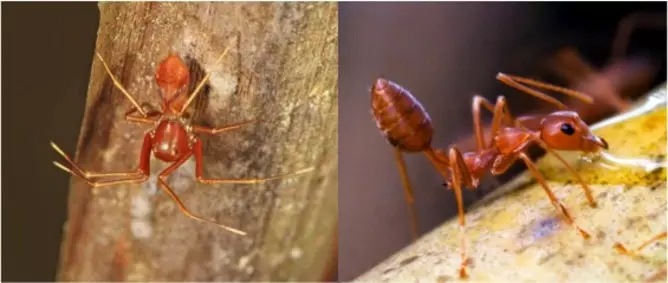 I ragni si travestono da formiche per nascondersi e cacciare le loro prede 2344_1
