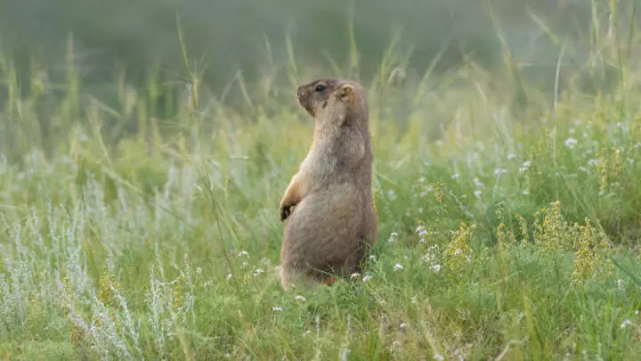 Wanandoa Nchini Mongolia Wafariki kwa Tauni Baada ya Kula Nyumba za Ndani za Panya Mbichi kwa 'Faida za Kiafya'