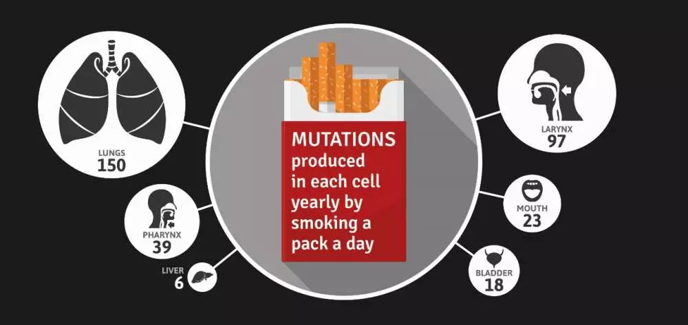 하루에 담배 한 갑을 피우면 모든 폐 세포에서 연간 150개의 돌연변이가 발생합니다