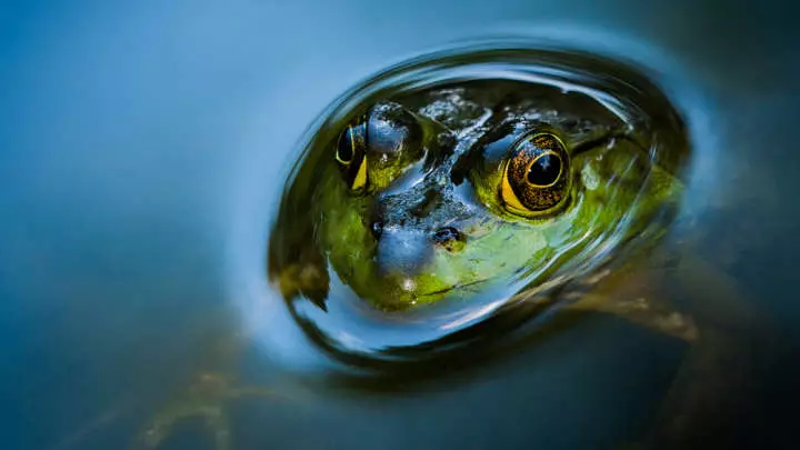 Garam yang Digunakan Untuk Menghilangkan Es di Jalan Dapat Membuat Katak Berubah Jenis Kelamin