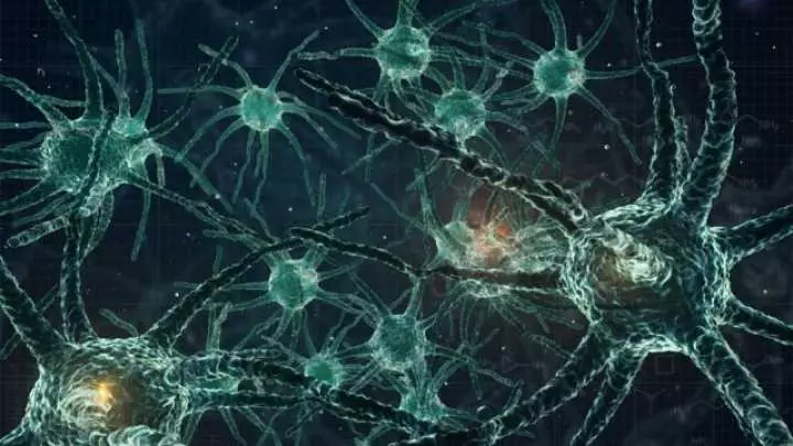 Новоформираните неврони му помагаат на мозокот „Каталог на сеќавањата навреме“