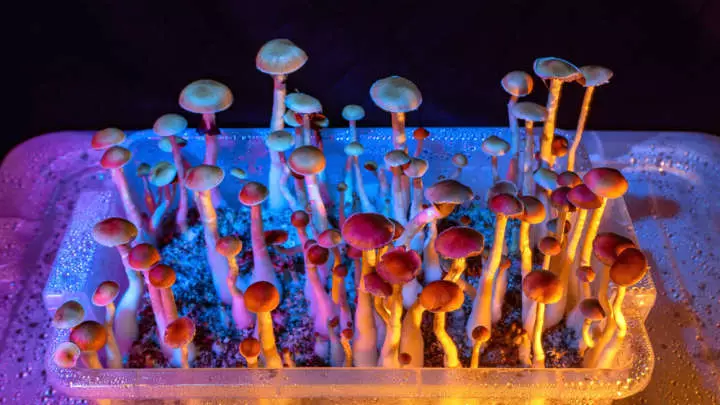 Magic Mushroom Ifumbire Yerekeranye no Kuvura Kwiheba