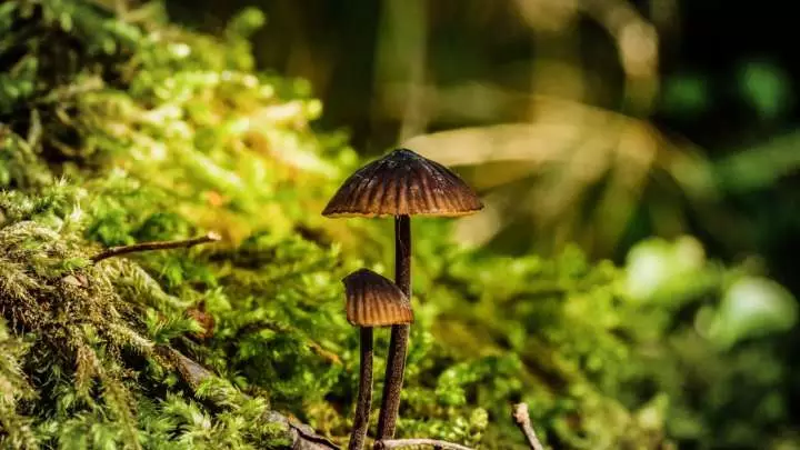 Isku dhafka Mushroom Magic Psilocybin waxaa lagu kori karaa iyadoo la isticmaalayo khamiir