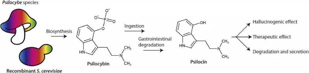 Magic Mushroom Compound Psilocybin tuaj yeem loj hlob siv cov poov xab 2492_1