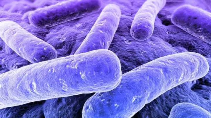 As bacterias do teu intestino poden alterar os aspectos físicos do teu cerebro