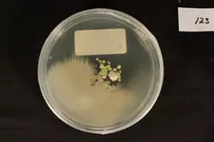 Сезнең бактерияләр кирәксез ризыкны яратмый - Сез шулай эшләсәгез дә 2551_1