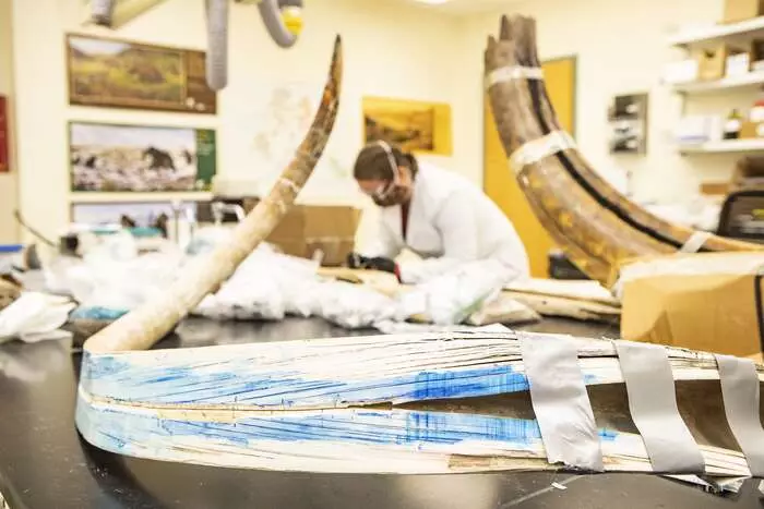 17.000 anni fa, un mammut lanoso camminò abbastanza lontano da girare due volte sulla Terra