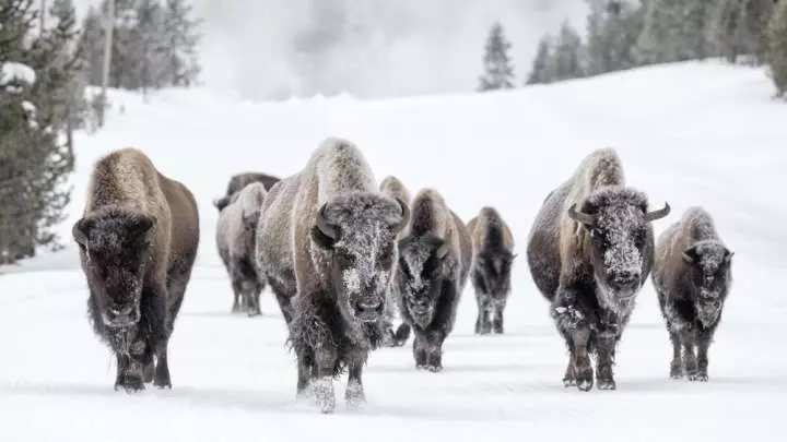 Besivystanti Arkties tundra gali užkirsti kelią bėgantiems klimato pokyčiams