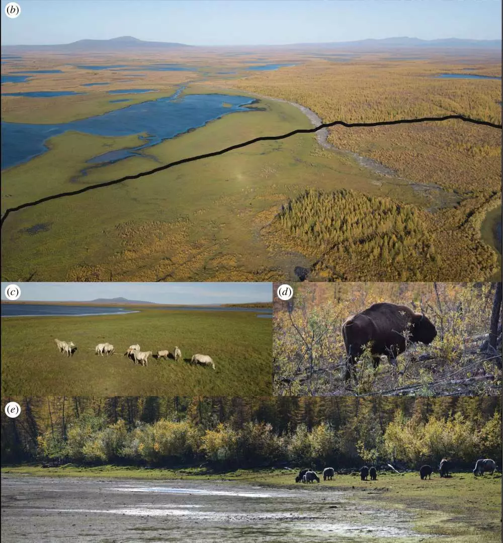 Rewilding Arctic Tundra អាចការពារការប្រែប្រួលអាកាសធាតុដែលរត់ចេញ 2589_1
