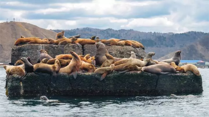 Hoarda de lei de mare intră în ferma piscicolă din Canada și refuză să plece