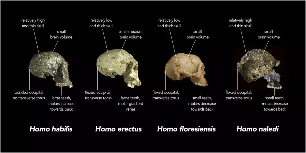 Homo Naledi بەلكىم بىز ئويلىغاندىن مىليون ياش كىچىك بولۇشى مۇمكىن 2601_1