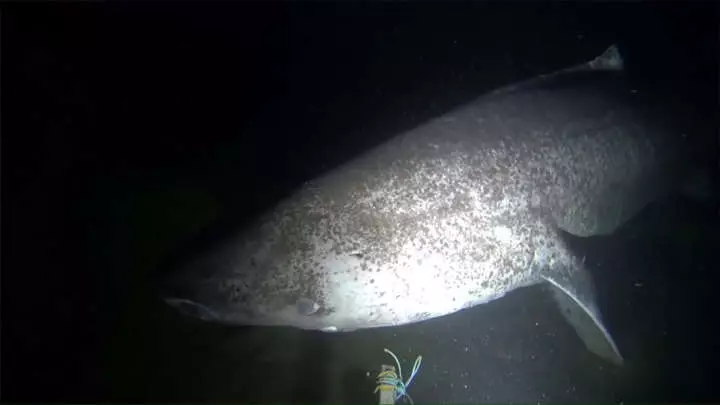 I ricercatori catturano incredibili filmati del misterioso squalo della Groenlandia