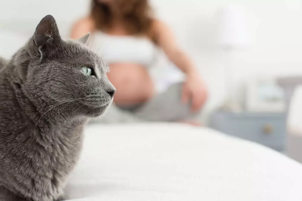 Toxoplasmosis: de brain-feroarjende parasyt yn jo kat