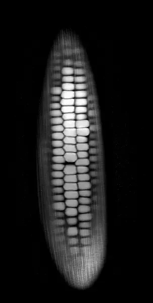 Ang mga GIF na ito ng MRI Scans of Produce ay Ganap na Kamangha-manghang 2706_1