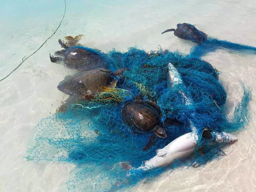 Daugiau nei 1000 įsipainiojusių ryklių ir rajų pabrėžia plastiko keliamą grėsmę jūrų gyvūnijai