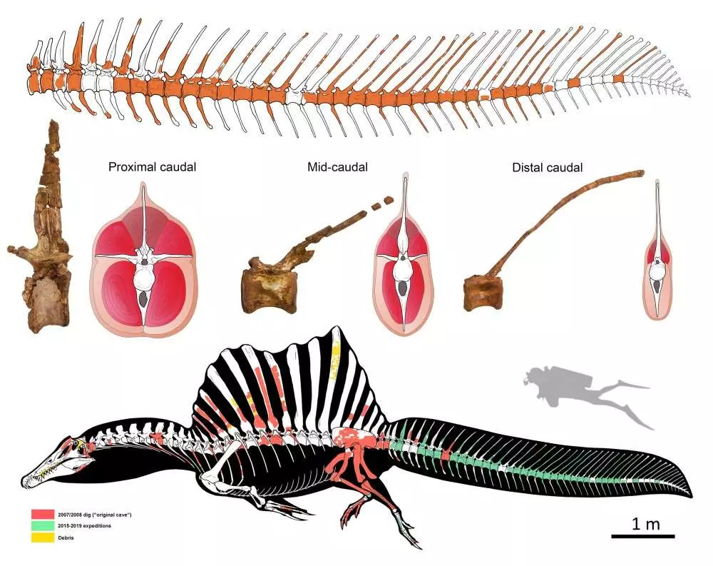 Fosilni rep sugerira da je Spinosaurus prvi poznati plivajući dinosaurus