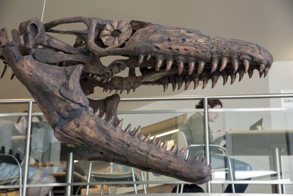 Впервые описана огромная древняя морская рептилия «Челюсти смерти» 2731_2