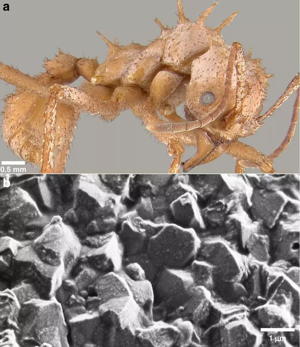 Leaf-Cutter Ants Éischt Insekten Entdeckt Biominerial Body Armor ze hunn 2779_1