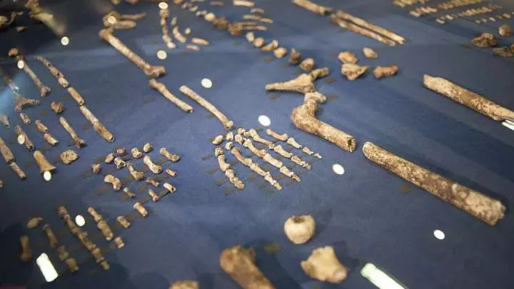 Homo Naledi Tej zaum yuav yau dua li qhov kev xav yav dhau los