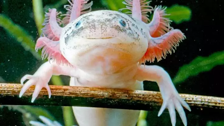 විද්‍යාඥයින් Axolotl අත් පා පුනර්ජනනය සඳහා ජාන දෙකක් හඳුනා ගනී