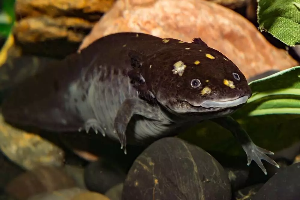 Галимнәр Axolotl Limb яңарышының ике ген ачкычын ачыклыйлар 2795_1