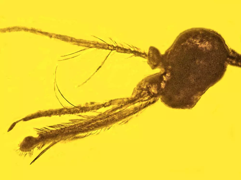 Un fòssil d'ambre de 100 milions d'anys suggereix que els mosquits portaven malària quan els dinosaures caminaven per la Terra 2800_1
