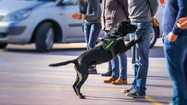 İnceleme Önerileri: Köpekler COVID-19'u Mevcut Testlerden Daha İyi Saptayabilir