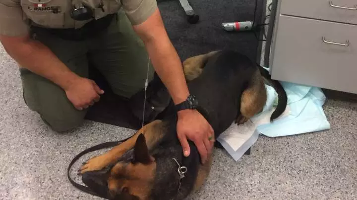 Este cachorro de policía tuvo un escape afortunado después de que una redada de drogas le causara una sobredosis accidental